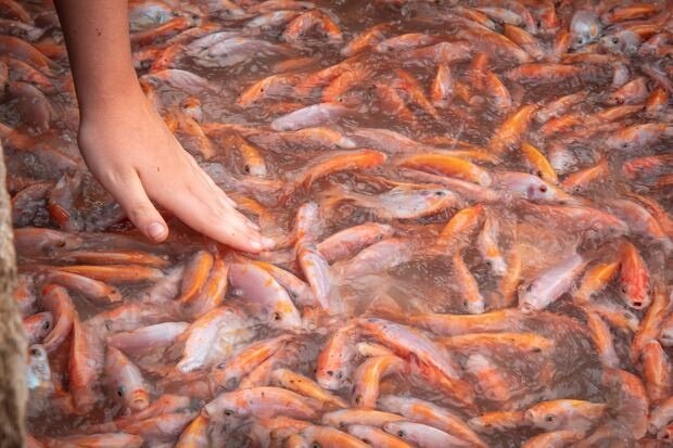 10 Things you need to know about Egypt's fish production